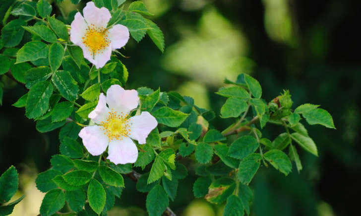 Rosier sauvage - Eglantier | Balade : Randonnée près de chez vous