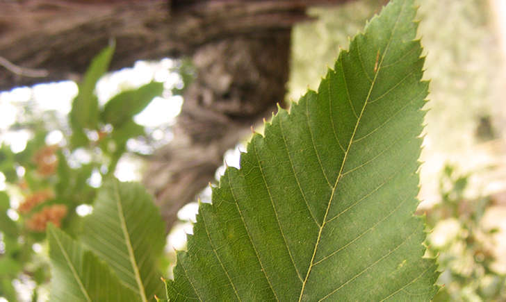 Micocoulier de Provence | Balade : Randonnée près de chez vous