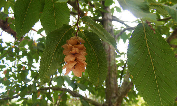 Orme | Balade : Randonnée près de chez vous