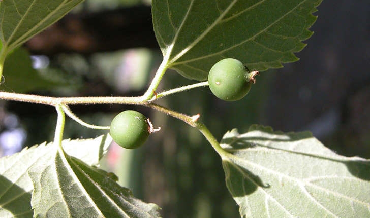 Micocoulier de Provence | Balade : Randonnée près de chez vous