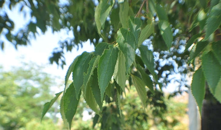 Micocoulier de Provence | Balade : Randonnée près de chez vous