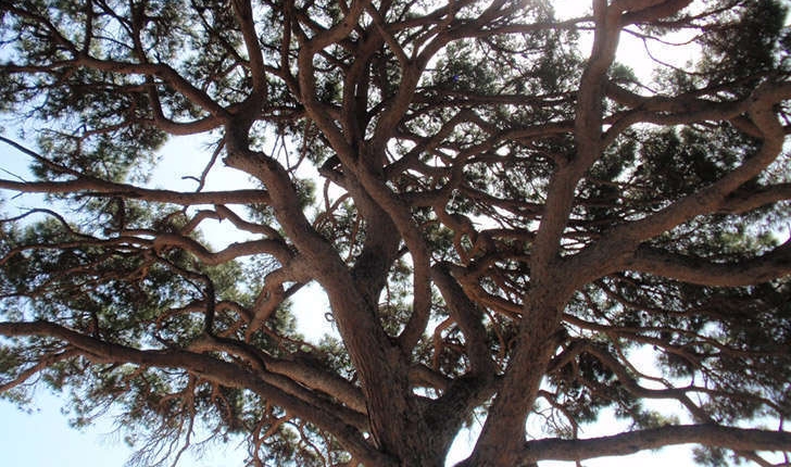 Pin parasol | Balade : Randonnée près de chez vous