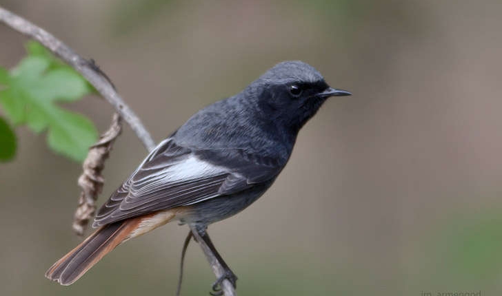 Rougequeue noir | Balade : Randonnée près de chez vous
