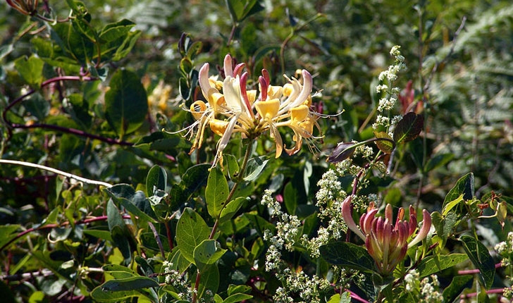 Chèvrefeuille commun - chèvrefeuille des jardins | Balade : Randonnée ...