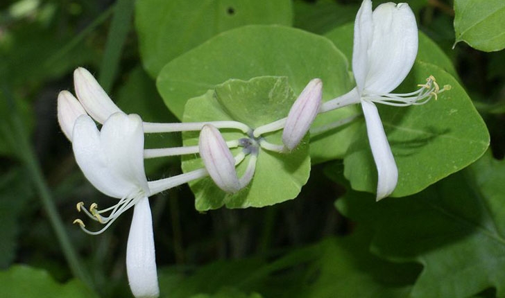 Chèvrefeuille commun - chèvrefeuille des jardins | Balade : Randonnée ...