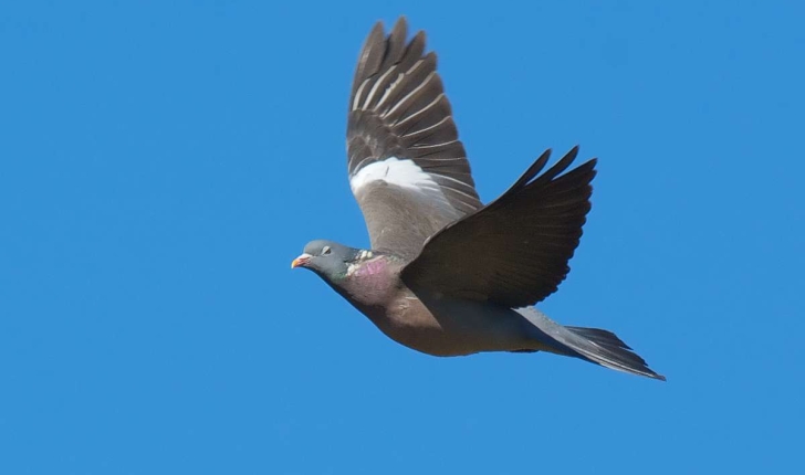 Pigeon ramier | Balade : Randonnée près de chez vous