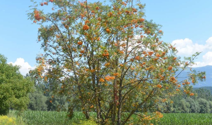 Sorbier des oiseaux | Balade : Randonnée près de chez vous